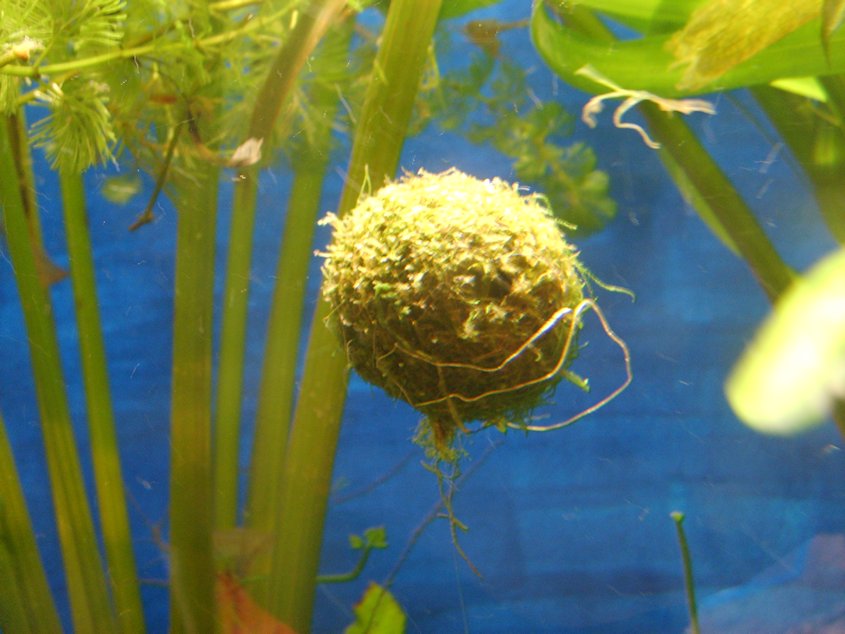 Wasserpflanzen und Aquaristikmarkt - Cosmoss ball (Biosphere Ball mit Moos)