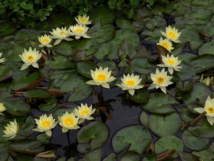 Wasserpflanzen und Aquaristikmarkt - Seerose Weiss - Nymphaea "Pygmaea ...