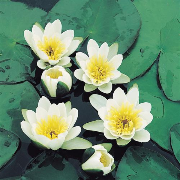 Wasserpflanzen und Aquaristikmarkt - Seerose Weiss - Nymphaea "Pygmaea ...